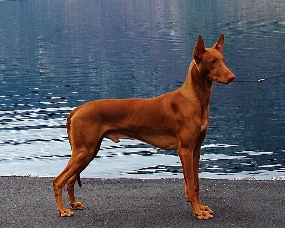 Pharaoh Hound - The Breed Archive