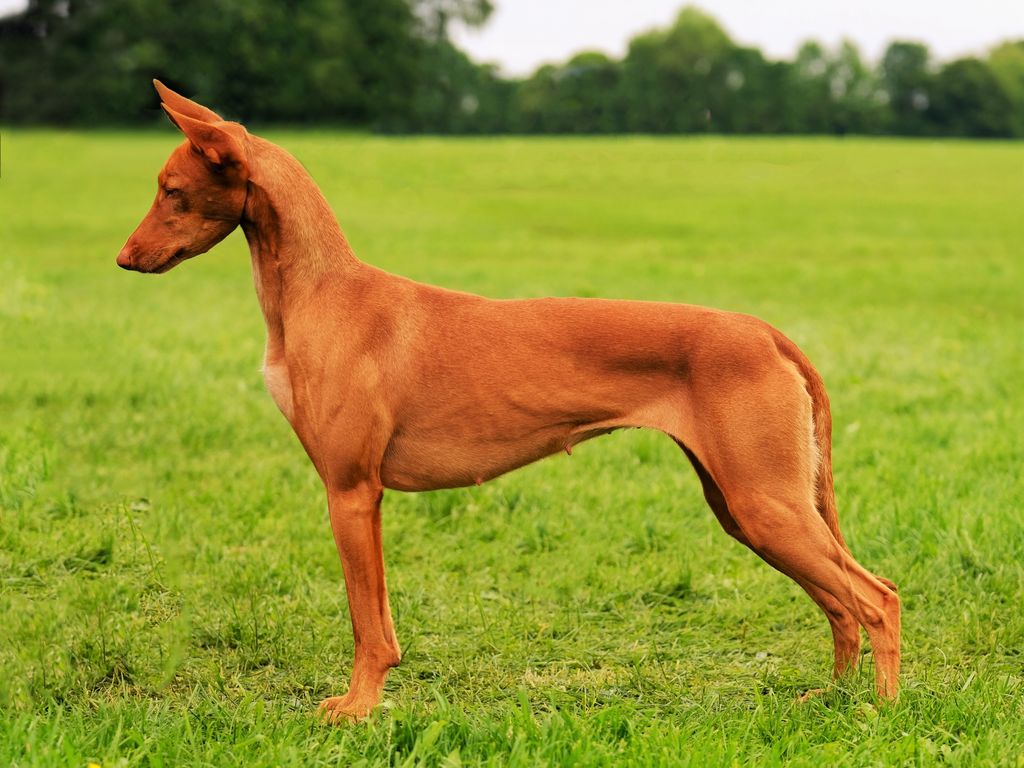 Pharaoh Hound - The Breed Archive