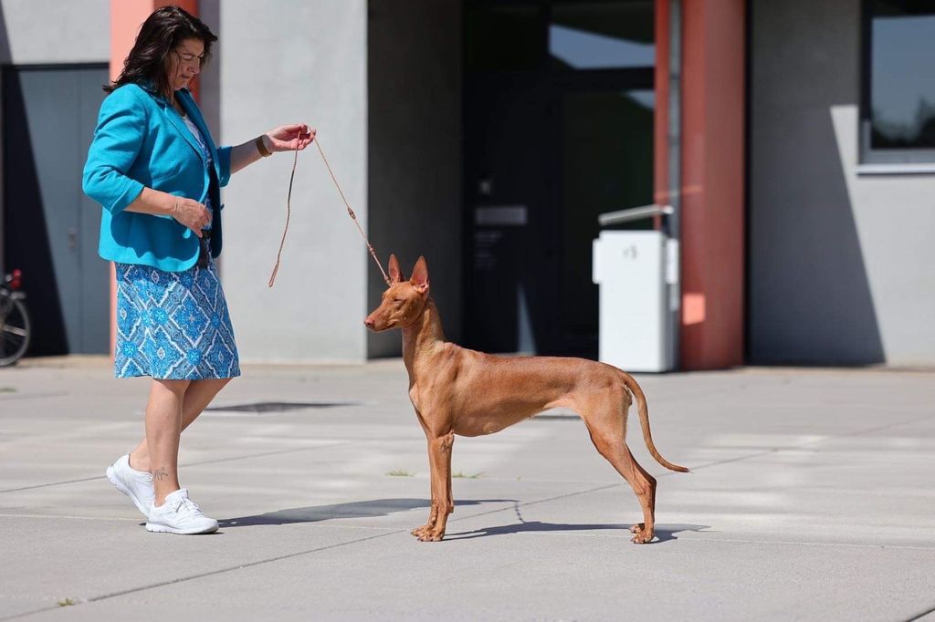 Pharaoh Hound - The Breed Archive